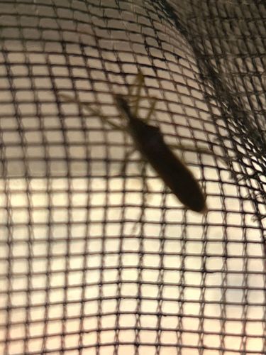 Assassin Bug Identification | Bug Identifier