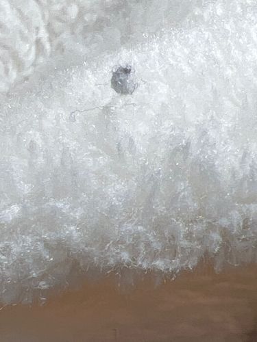 Carpet Beetle (larva) Identification | Bug Identifier