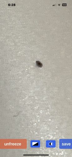 Carpet Beetle (Larva) Identification | Bug Identifier