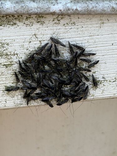 Dark-winged fungus gnats Identification | Bug Identifier