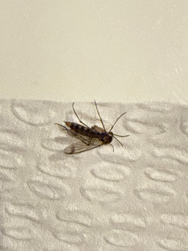 Fungus Gnat Identification | Bug Identifier